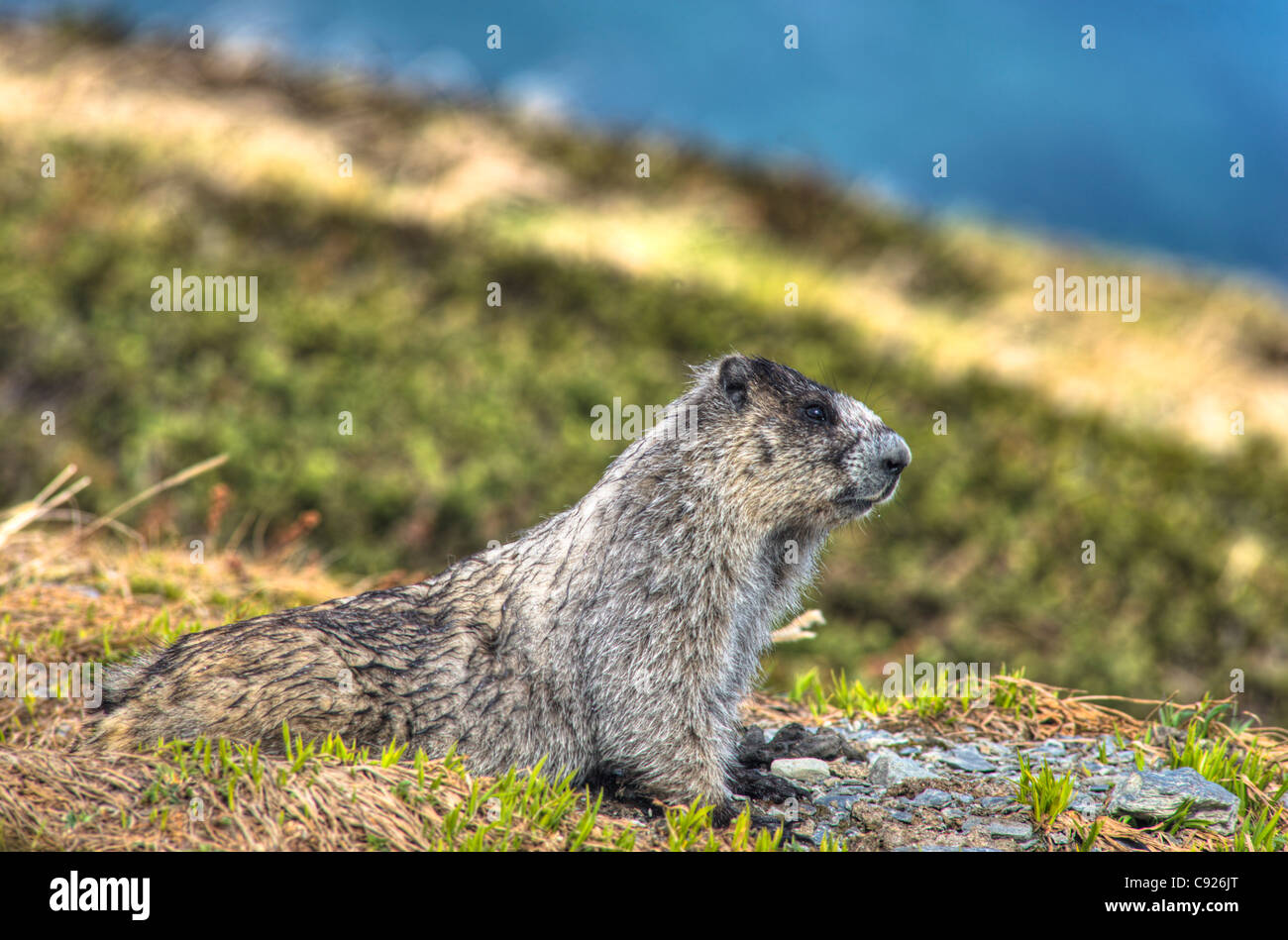 Close up view of a marmot resting by its burrow near the Harding ...