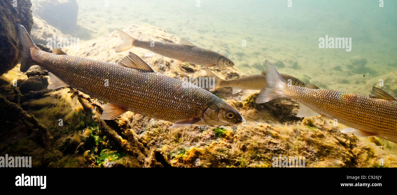 Underwater River High Resolution Stock Photography and Images - Alamy