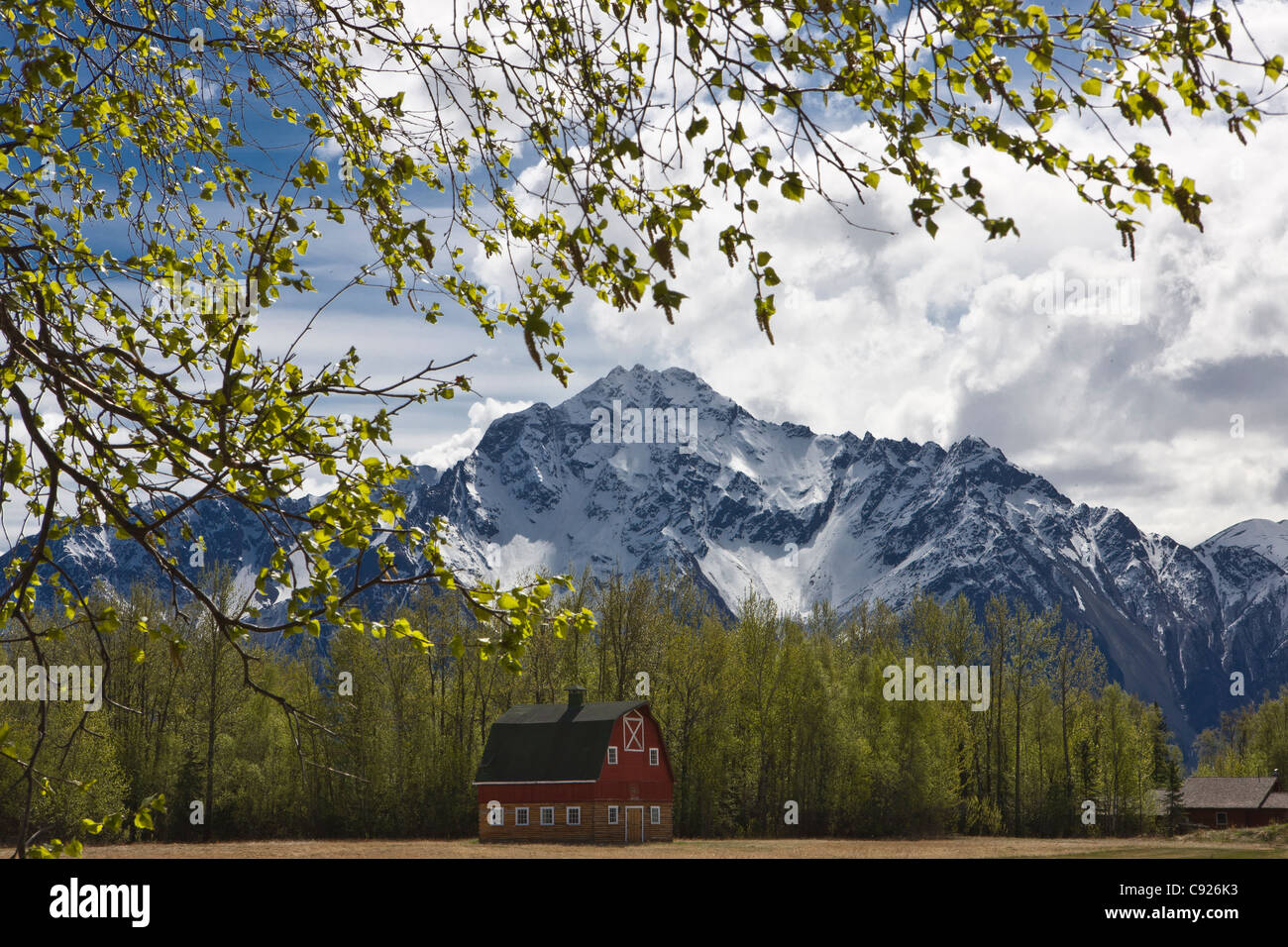 Scenic view of a restored homestead barn with Pioneer Peak in the ...