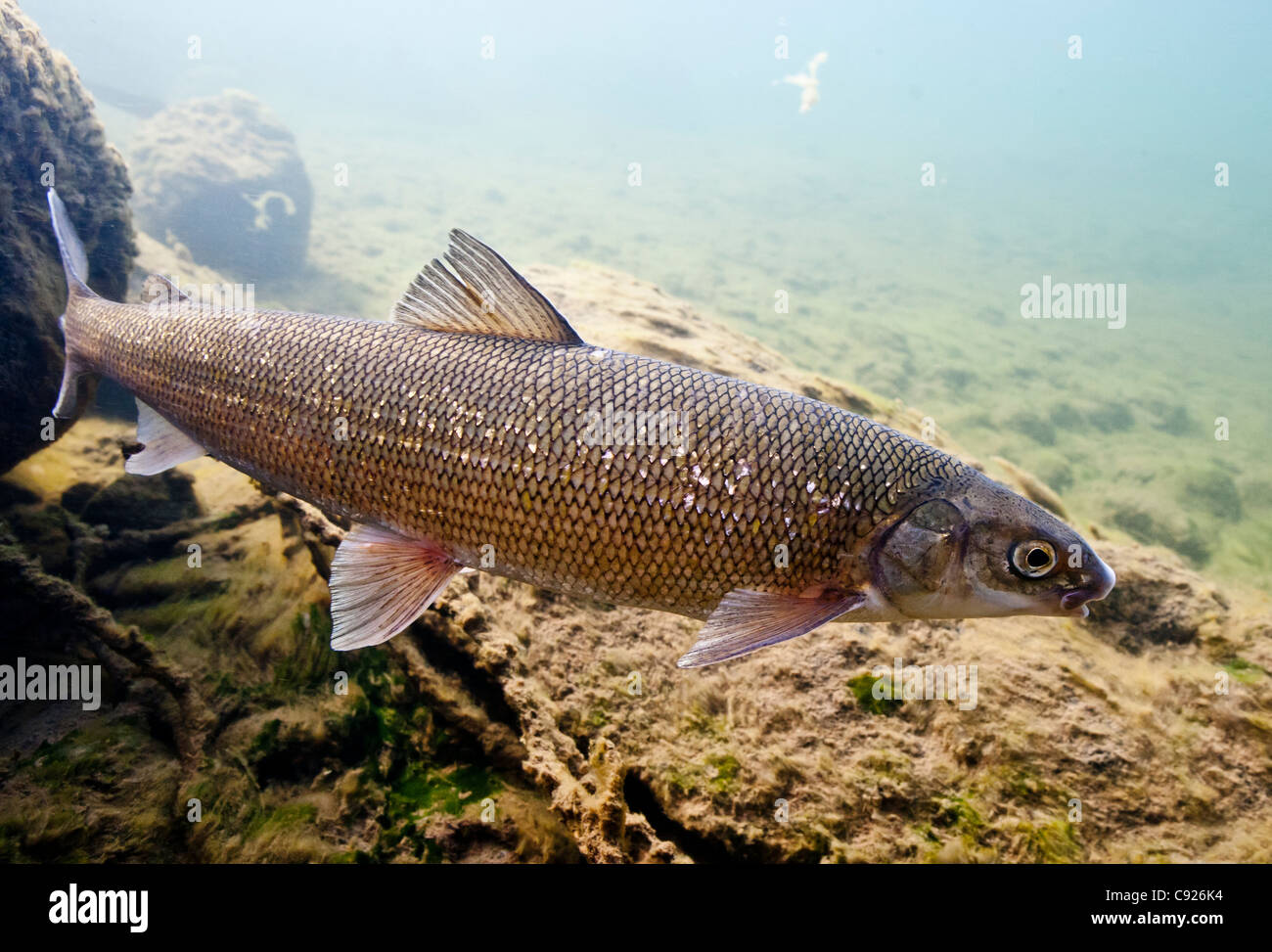 Gulkana River High Resolution Stock Photography and Images - Alamy