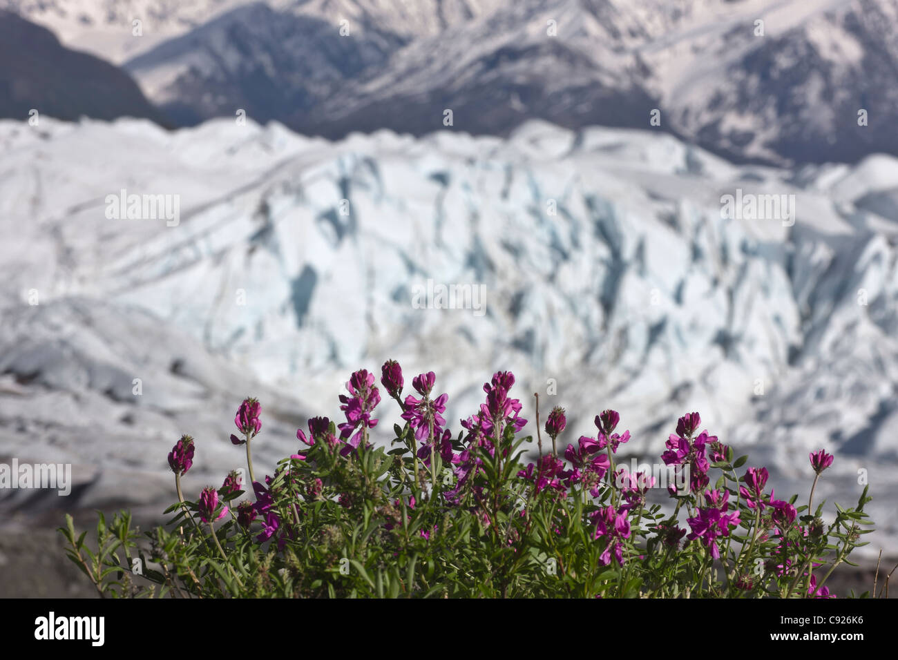 Scenic view of Matanuska Glacier and Chugach Mountains with Wild Sweet ...