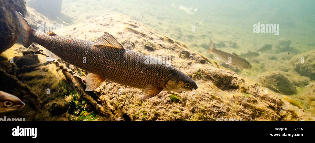 Underwater view round whitefish in hi-res stock photography and images ...