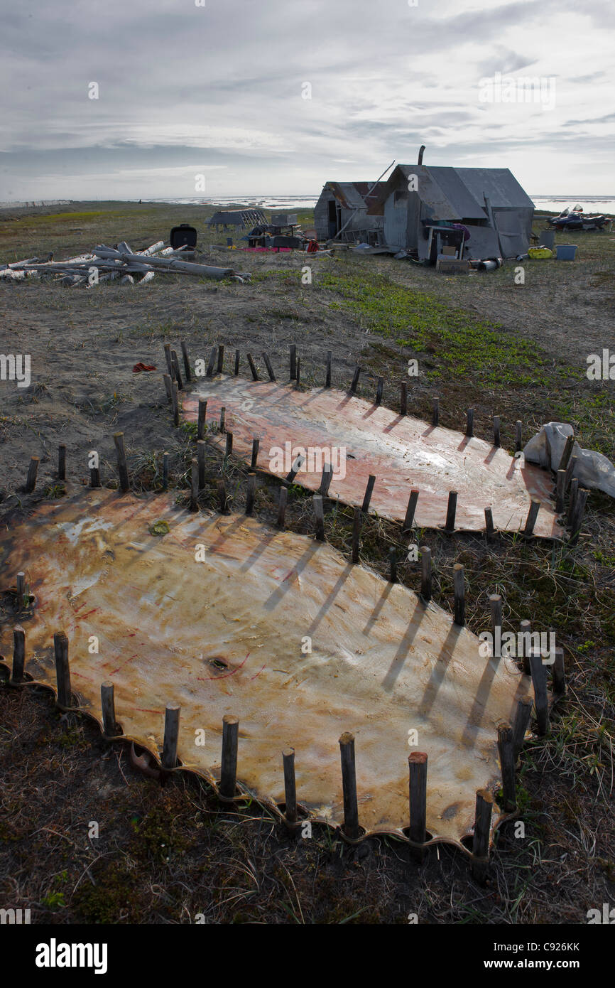 Bearded seal hides staked out to dry near family summer hunting camp ...