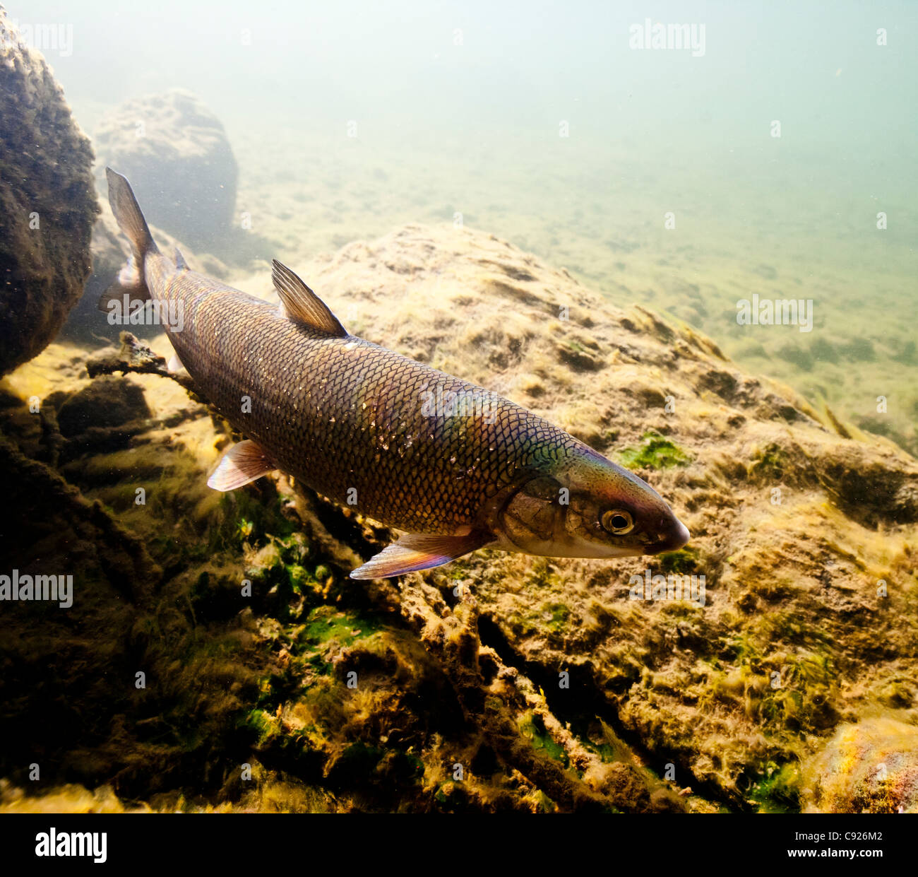 Adult underwater view hi-res stock photography and images - Alamy