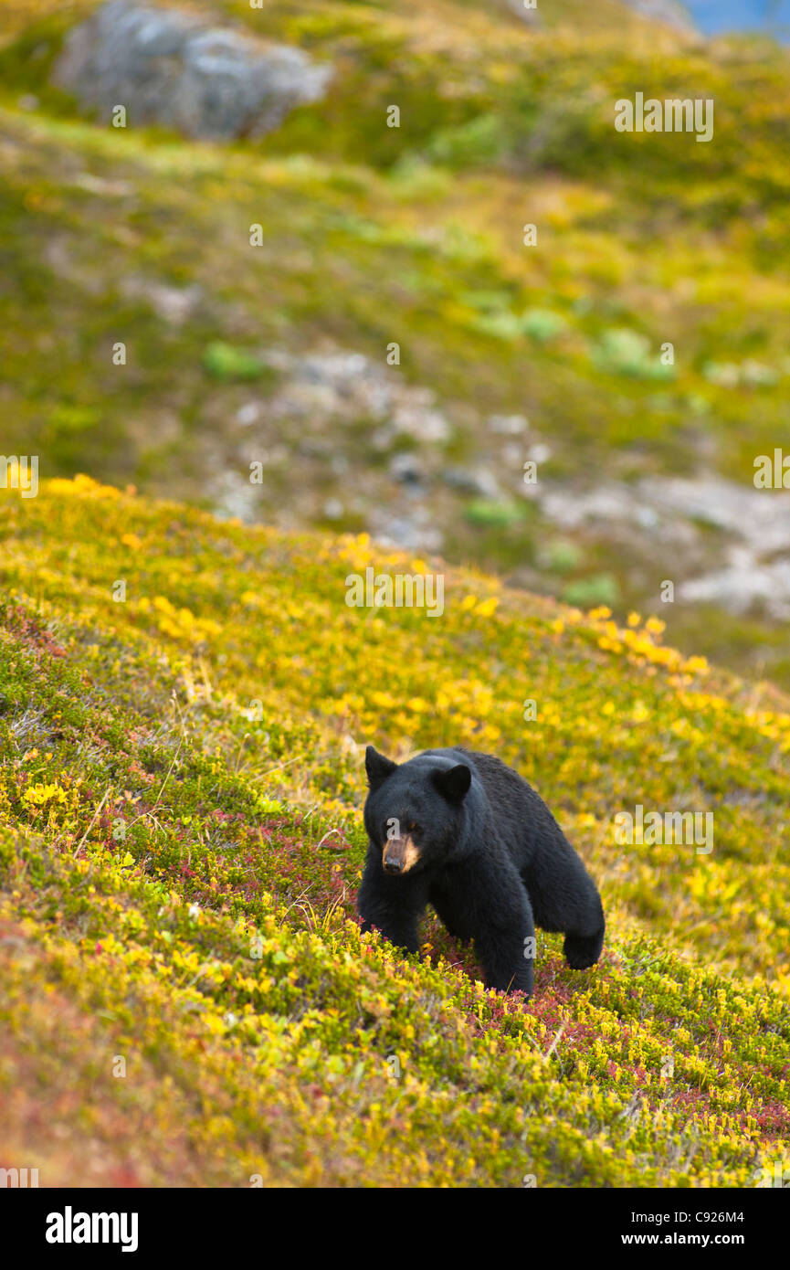 A black bear foraging for berries on a hillside near the Harding ...