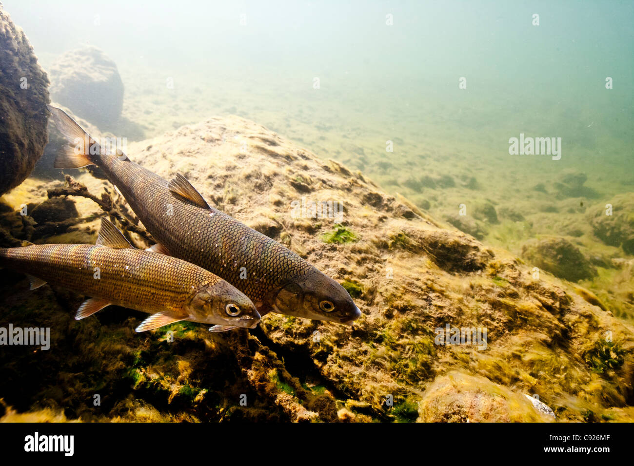 Underwater view of round whitefish in the east fork of the Gulkana ...