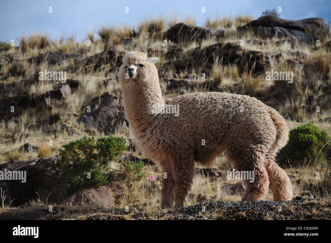ALPACA IN PERU TAKEN AT SILUSTANI Stock Photo - Alamy