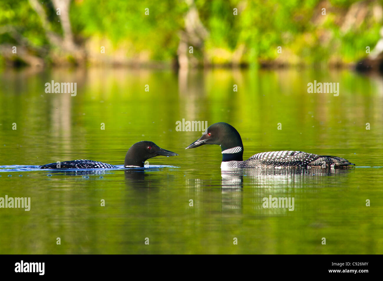 Close up view of two Common Loons face to face on Beach Lake, Chugach ...
