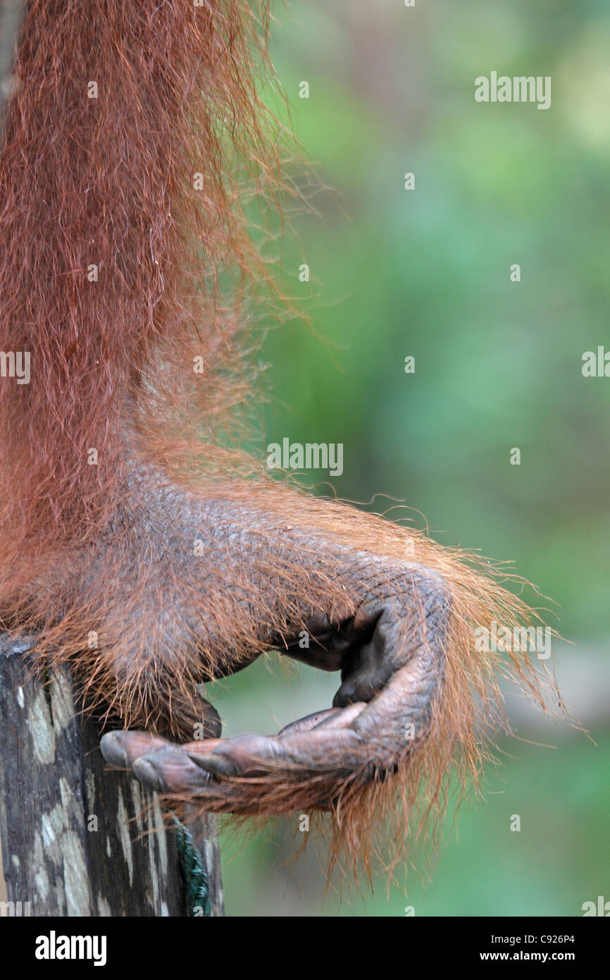 Orangutan foot hi-res stock photography and images - Alamy