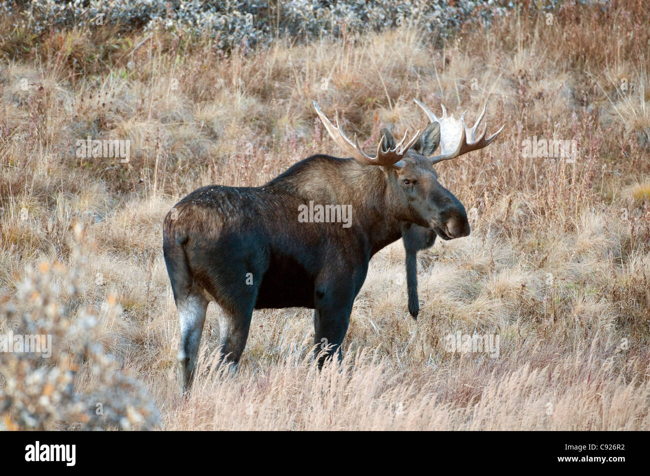 Adult bull moose with bell visible stands amongst tundra grasses at ...