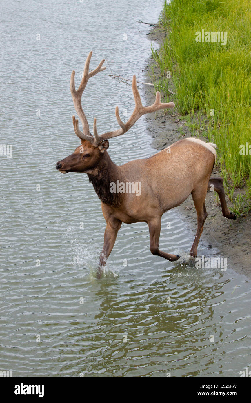 Running elk hi-res stock photography and images - Alamy