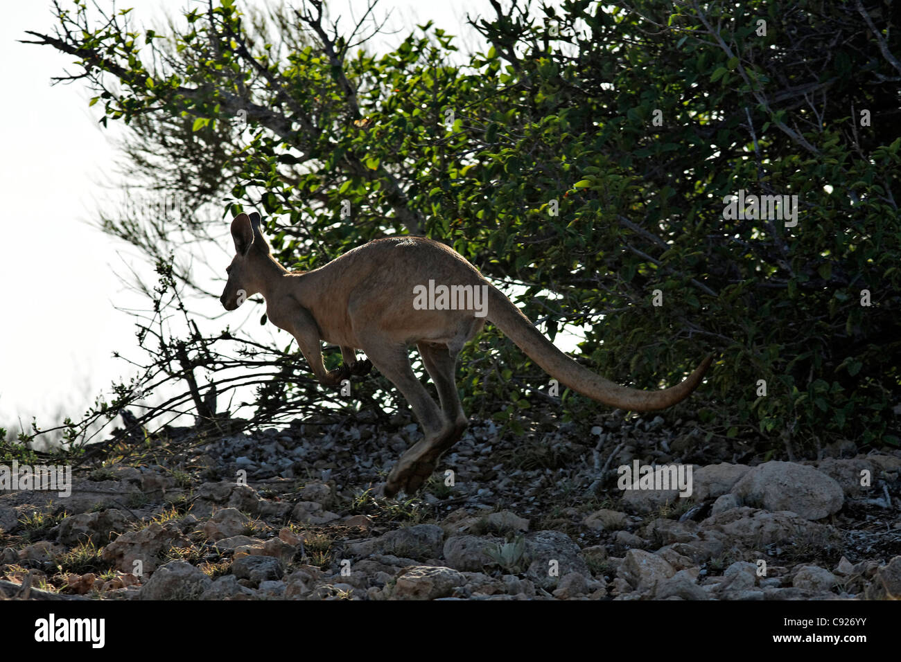 Kangaroo, Cape Range National Park, Exmouth Western Australia Stock ...