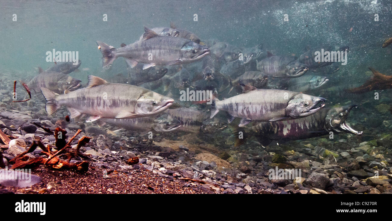 Underwater view of Chum salmon on their spawning migration in Hartney Creek, Copper River Delta ...