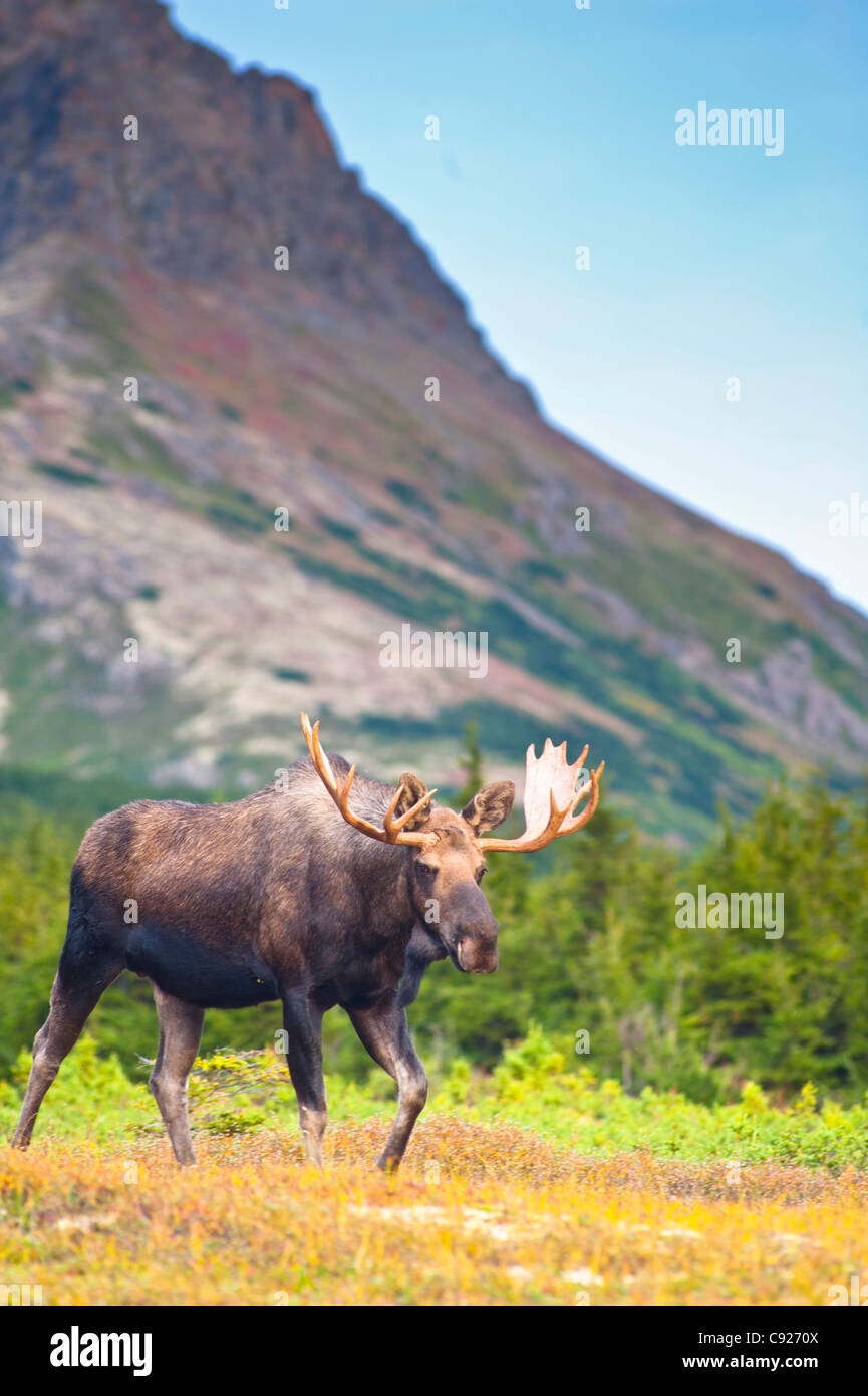 A bull moose in rut walking in a wooded area near Powerline Pass in ...