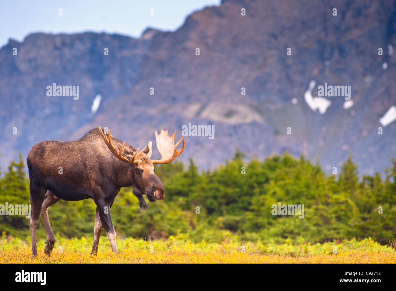A bull moose in rut walking in a wooded area near Powerline Pass in ...