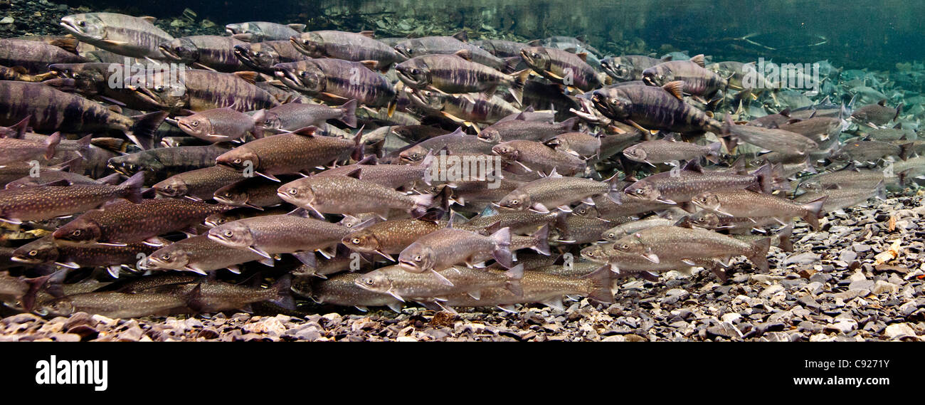 Underwater view of sea-run Dolly Varden char, maturing Chum & Pink ...
