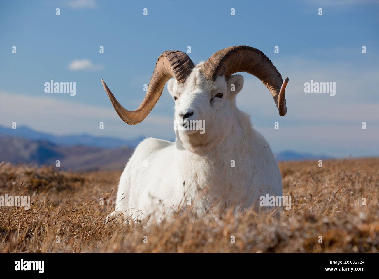 A Dall sheep ram lies on a high mountain meadow in Denali National Park ...