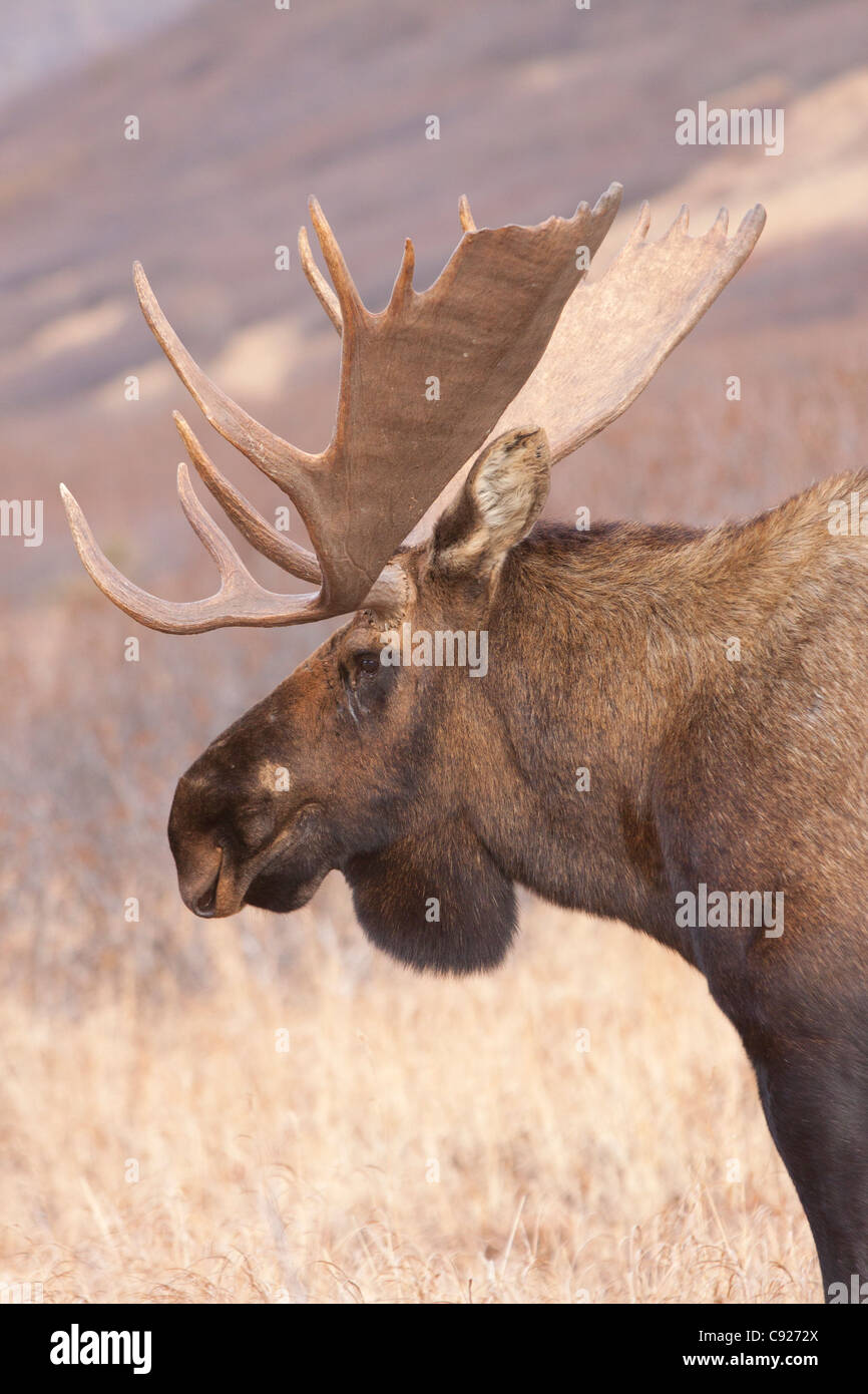 Bull moose side profile hi-res stock photography and images - Alamy