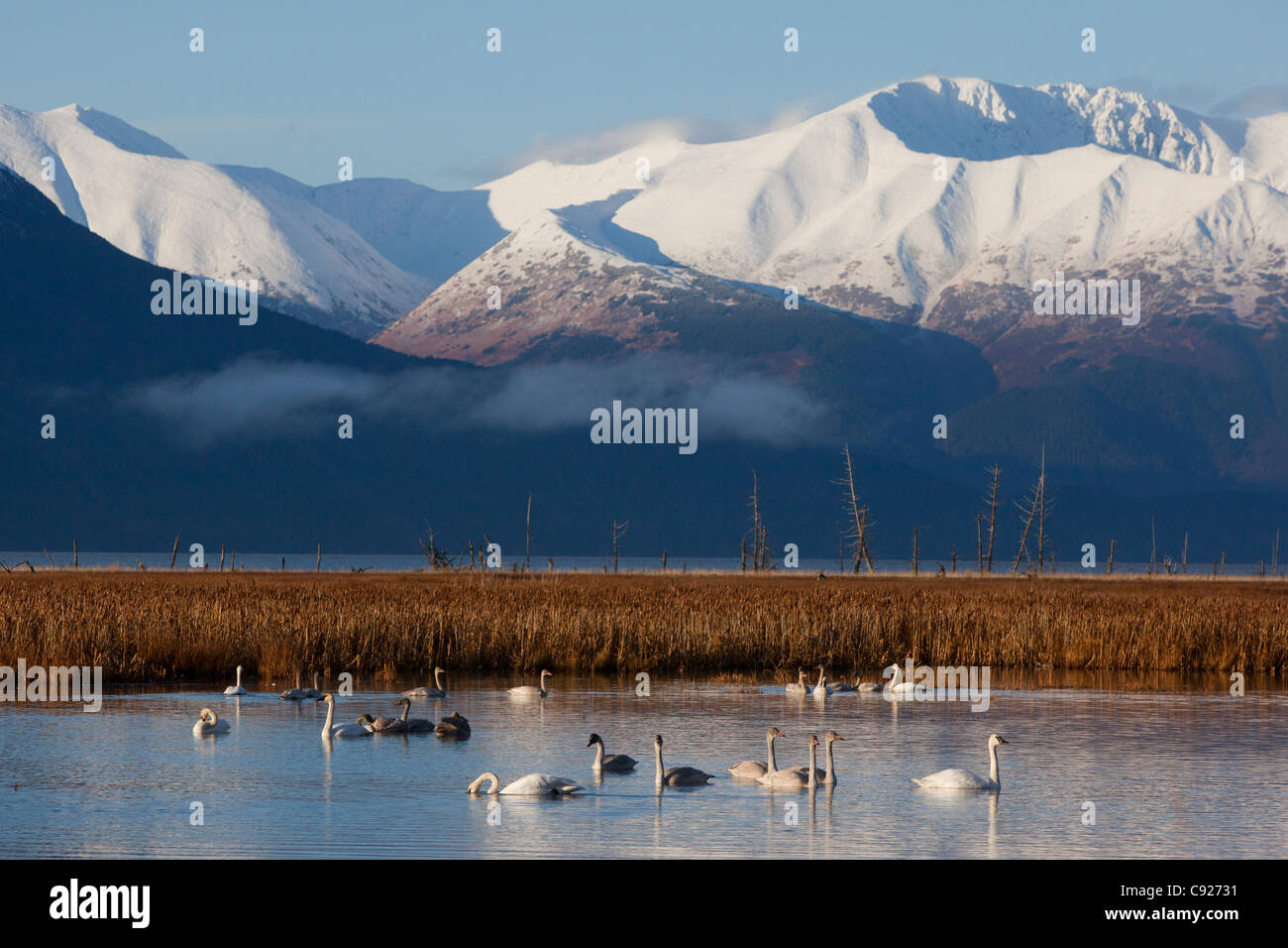Tundra swan alaska range hi-res stock photography and images - Alamy