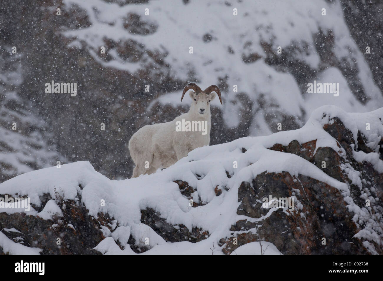 A Dall Sheep ram looks down from a snowcovered cliff in a snowstorm ...