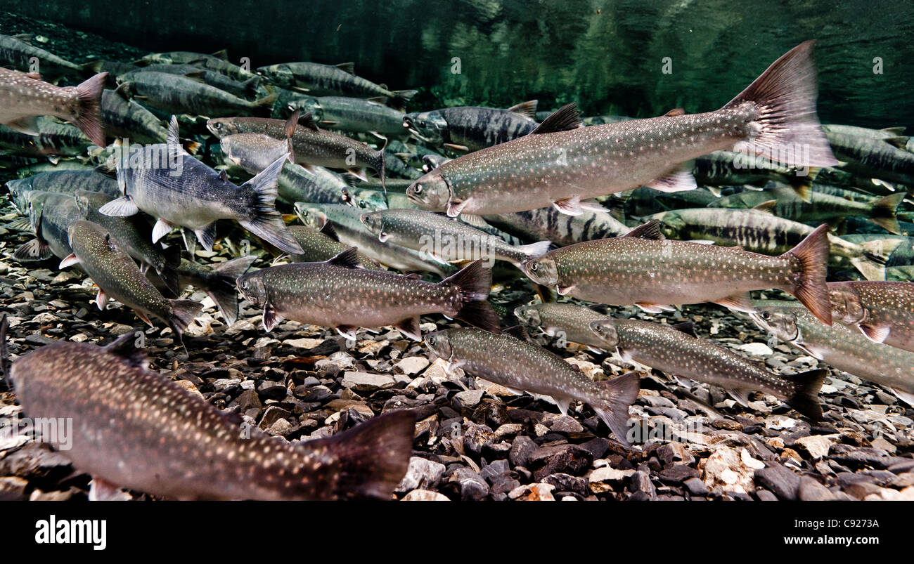 Underwater view of sea-run Dolly Varden char, maturing Chum & Pink ...