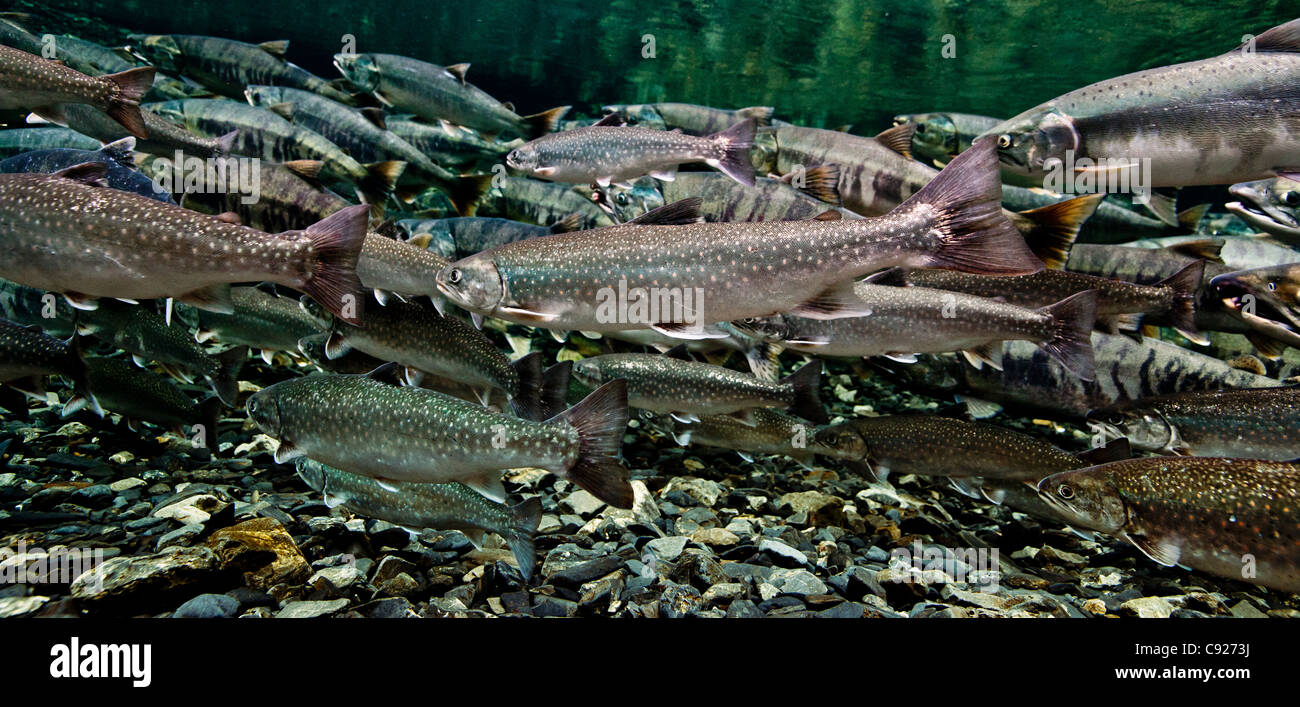 Underwater view of sea-run Dolly Varden char, maturing Chum & Pink ...