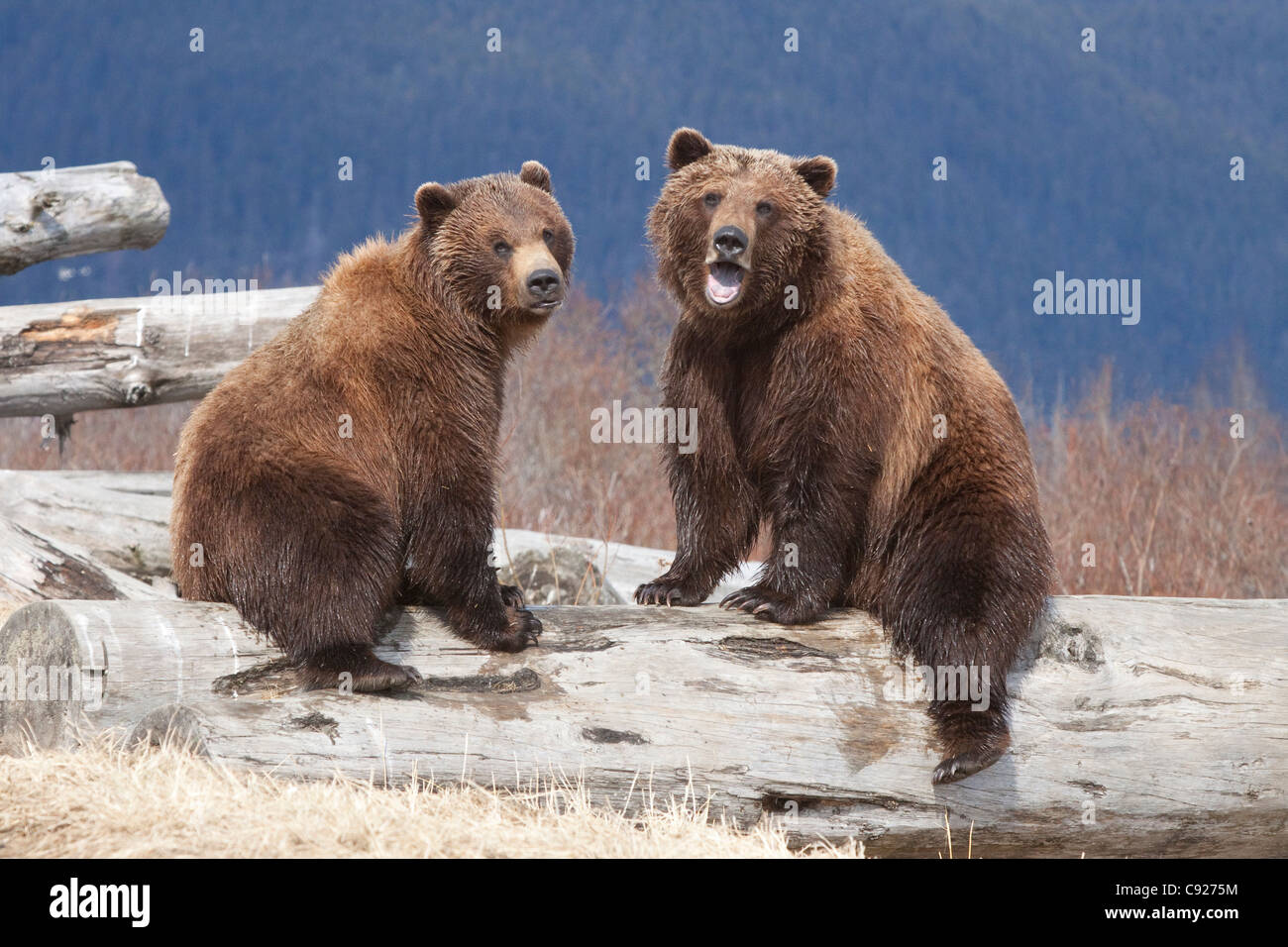 CAPTIVE: Pair of Brown bears sit on a log facing each other and looking ...