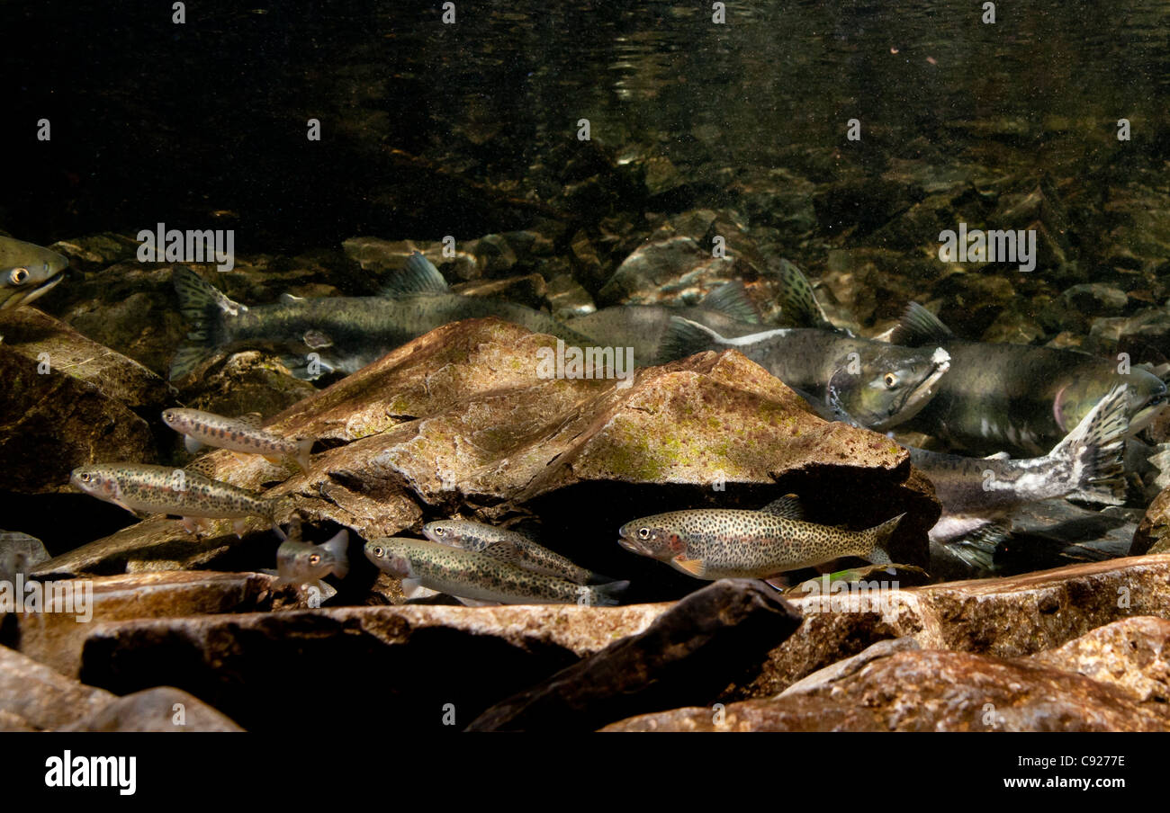 Cutthroat trout hi-res stock photography and images - Alamy