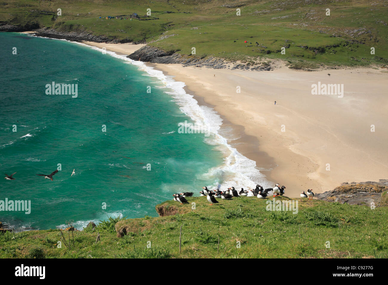 Puffins on the cliff edge overlooking sandy beach on Mingulay, one of ...