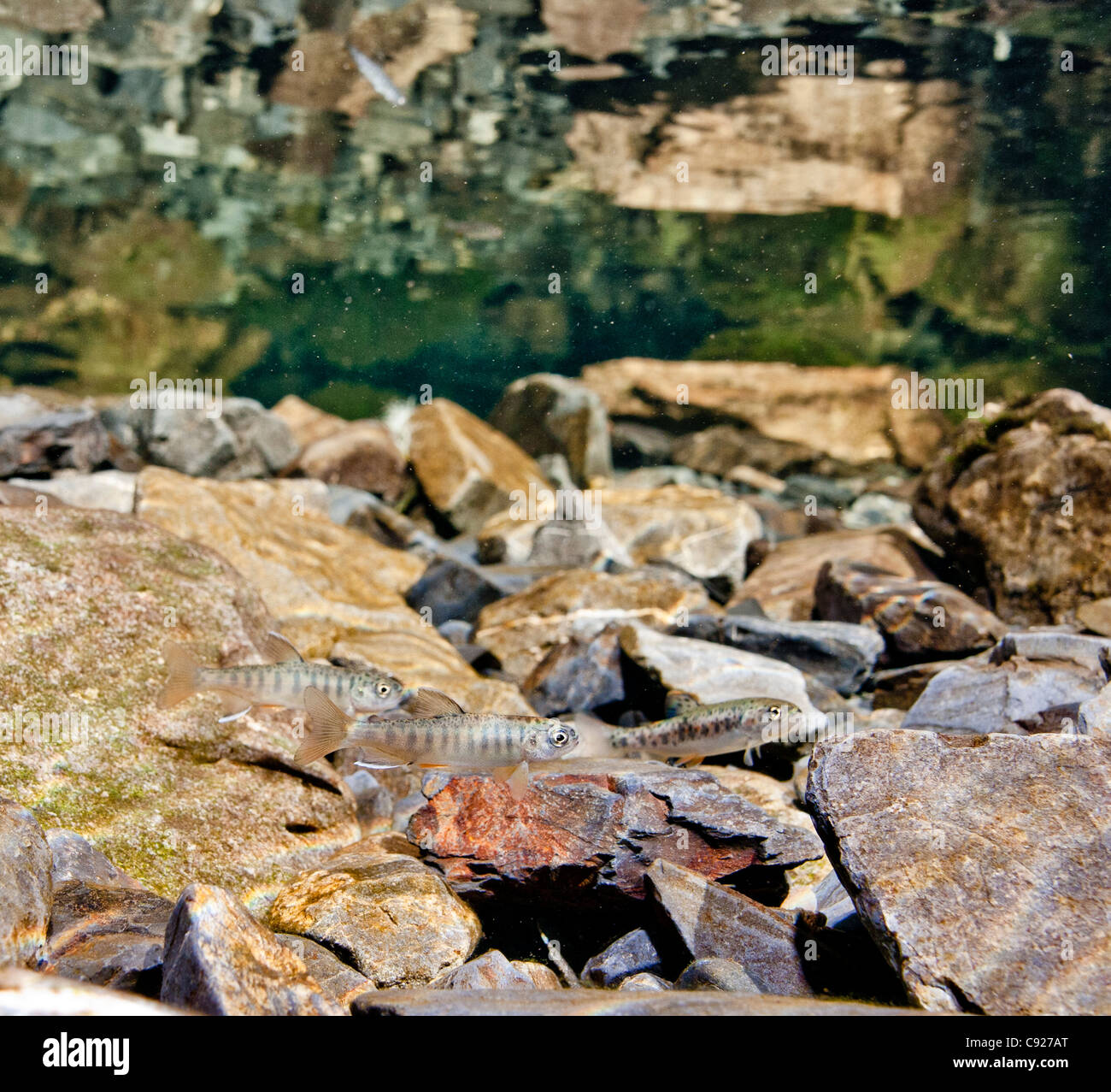 Cutthroat trout hi-res stock photography and images - Alamy