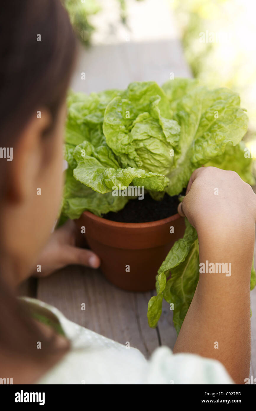 Girl pulling leaves off lettuce plant Stock Photo - Alamy