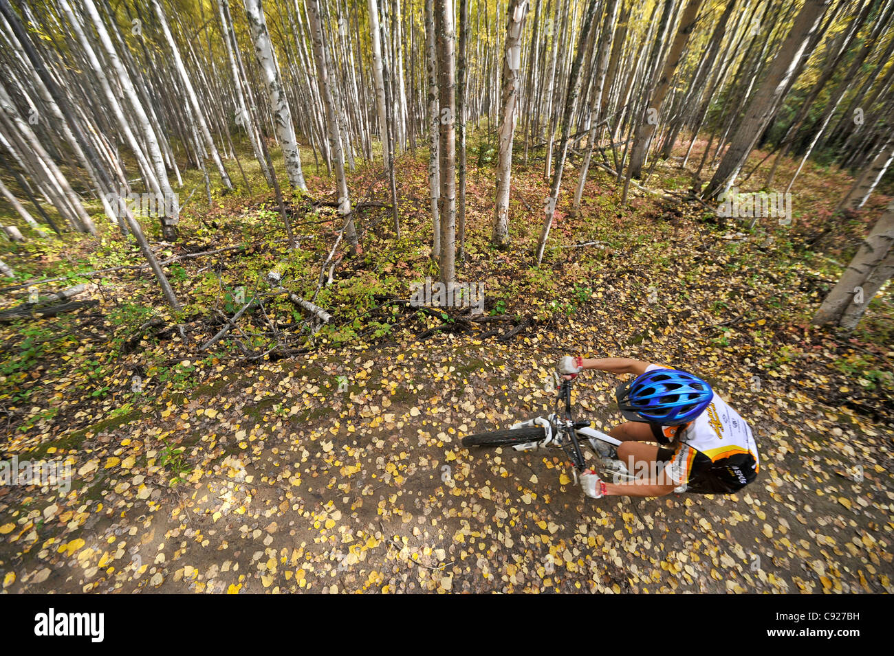 Overhead view of a female bicyclist riding on a trail in a birch forest ...