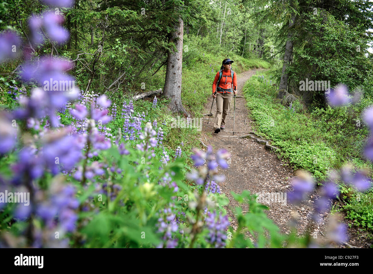 Resurrection pass trail kenai peninsula hi-res stock photography and ...