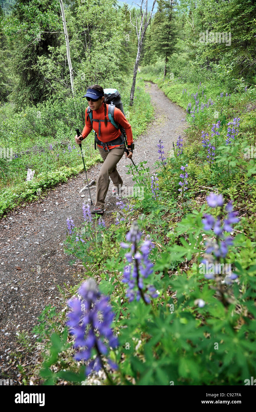 Woman hikes through Nootka lupine during a backpacking trip on ...