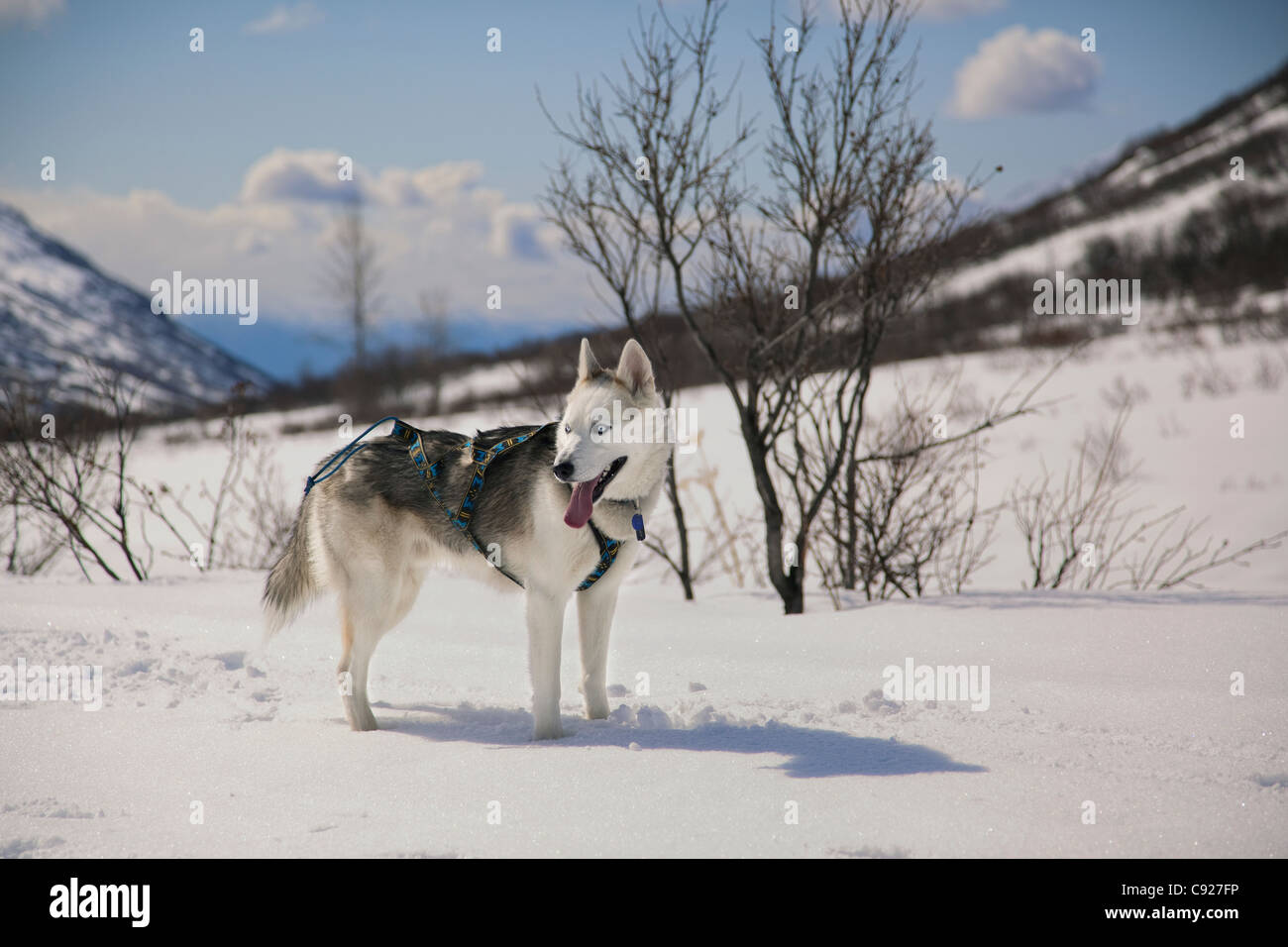 Siberian Husky wearing a chest harness standing in snow on Archangel ...