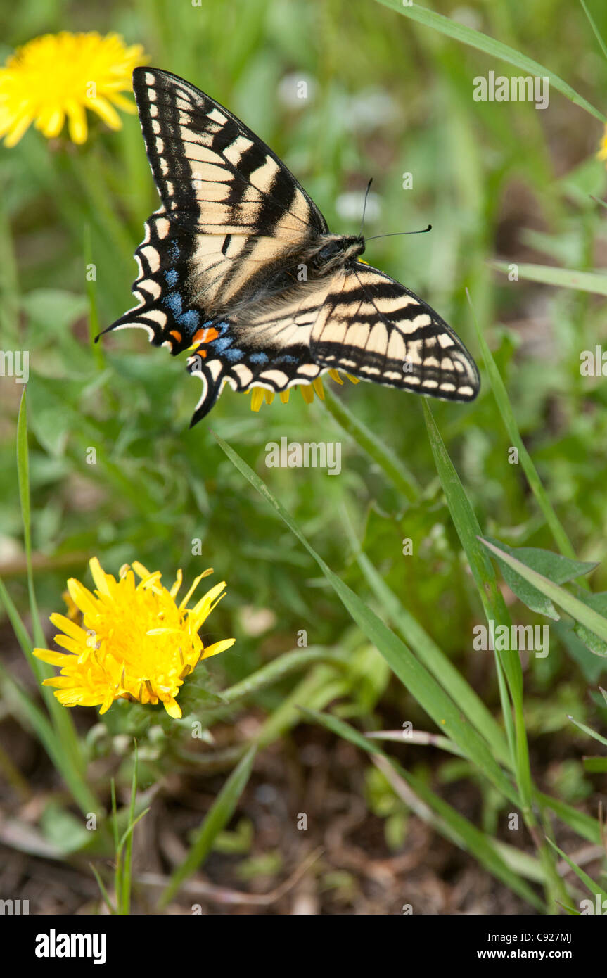 Canadian Tiger Swallowtail butterfly with wings spread resting on ...