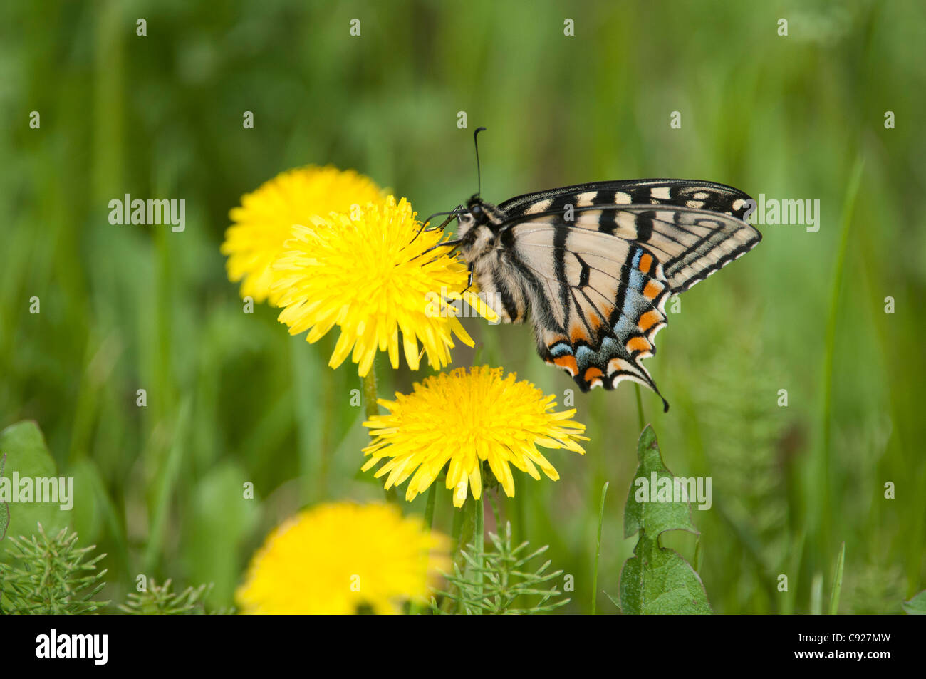 Canadian Tiger Swallowtail butterfly with wings spread resting on ...