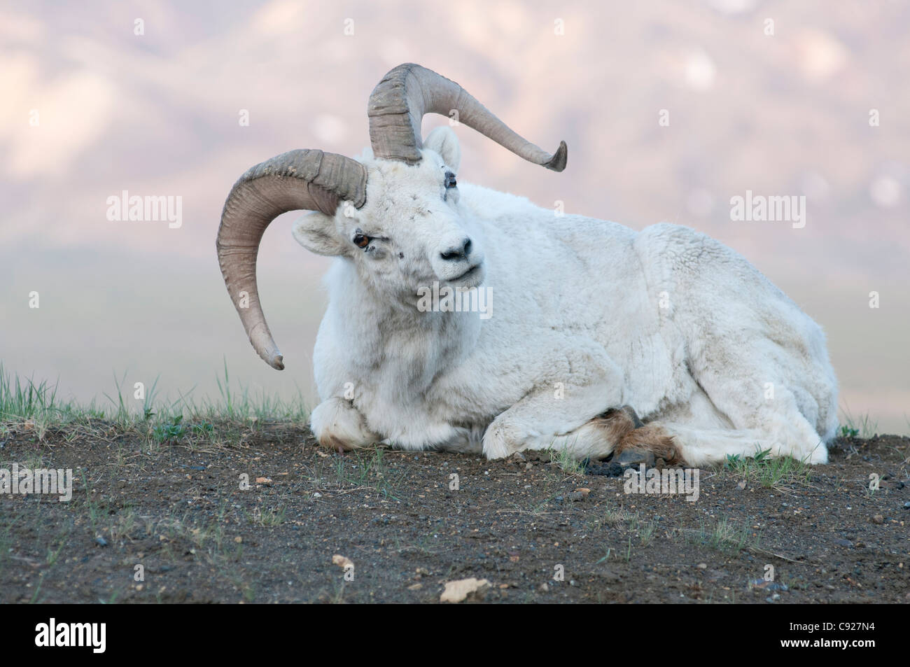 Close-up of Dall Sheep ram with head tilted to side lying on gravel ...