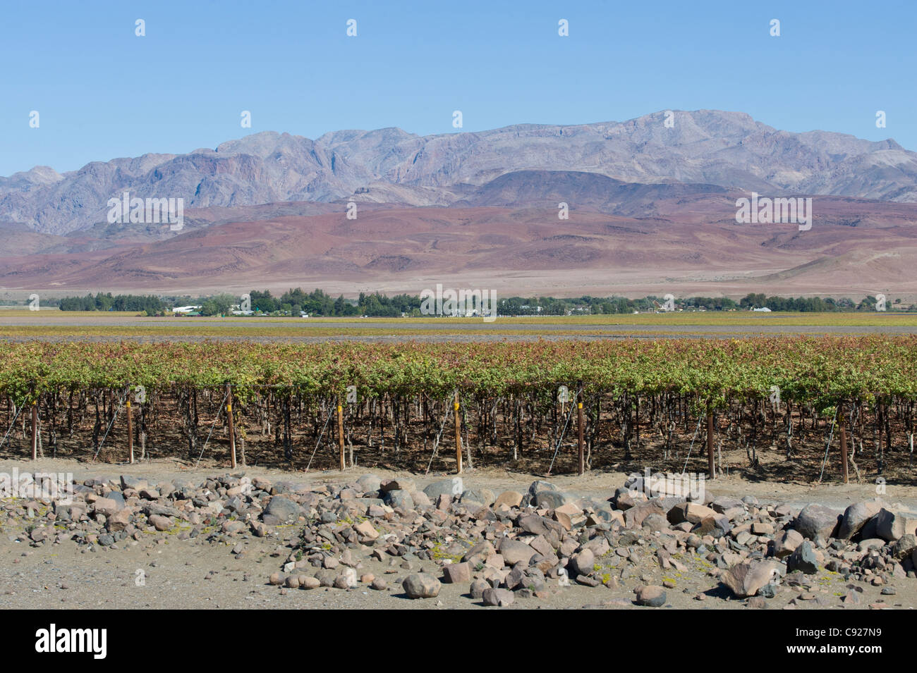 Vineyards along the Orange River produce table grapes destined for ...
