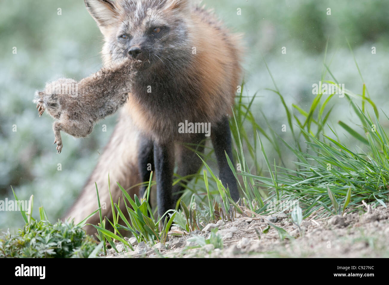 Close-up of Cross Fox carrying a partially eaten Arctic Squirrel near ...