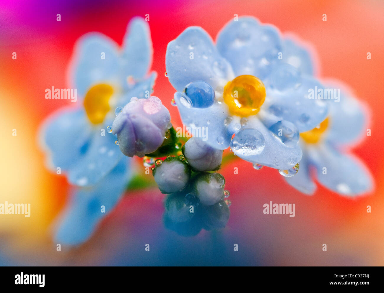 Macro of Alaska Forget-me-nots blossoms with rain drops Stock Photo - Alamy