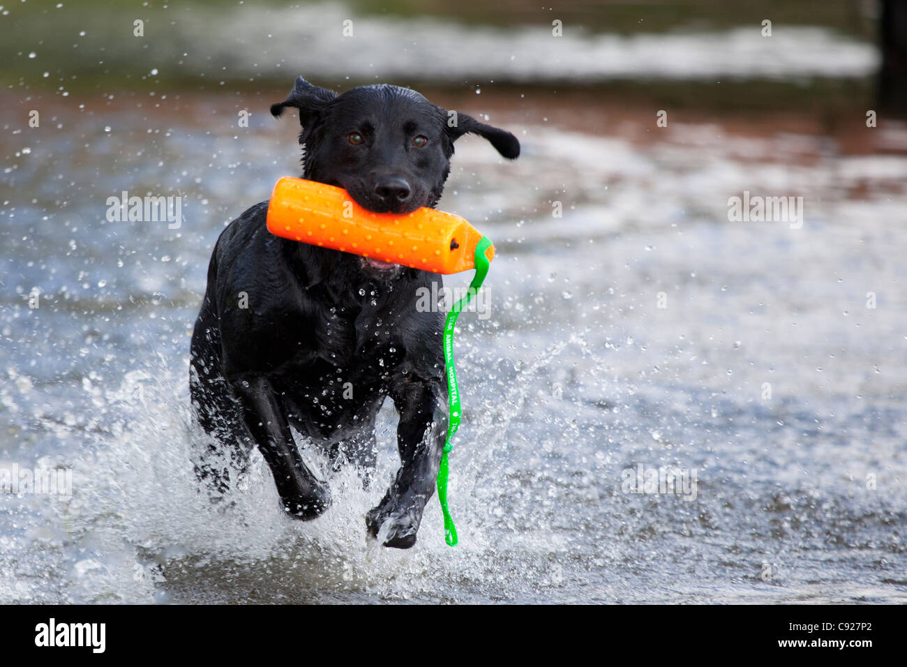 Labrador running through water hi-res stock photography and images - Alamy
