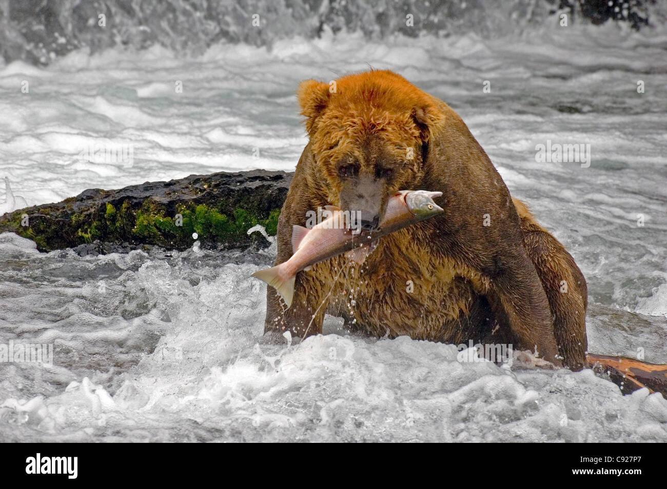 Large Brown Bear with a big salmon in its mouth in Brooks River, Katmai ...