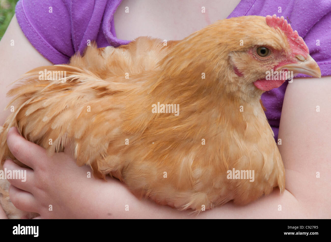 Hugging chicken hi-res stock photography and images - Alamy