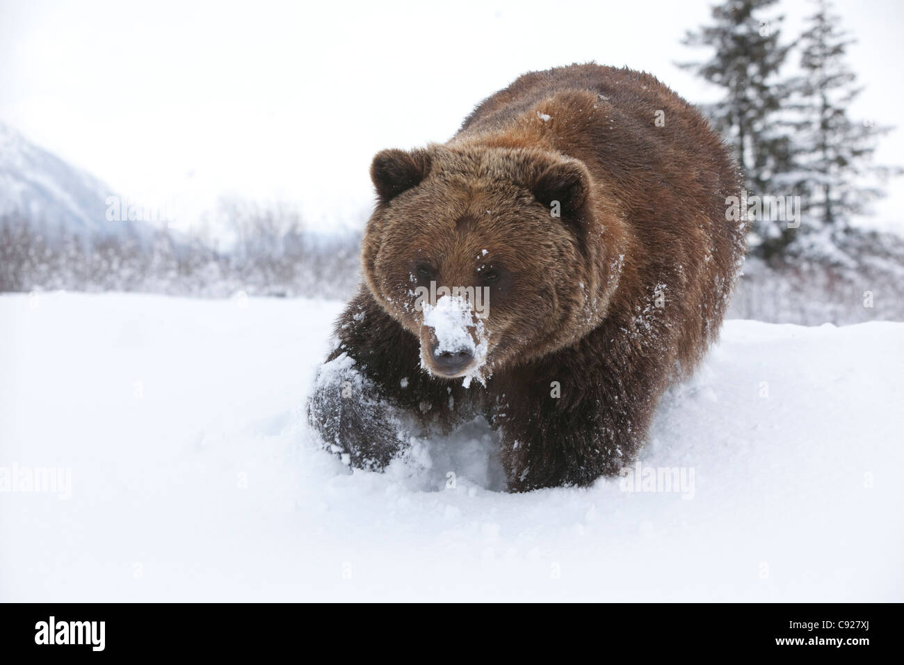 Grizzly bear ursus winter hi-res stock photography and images - Alamy
