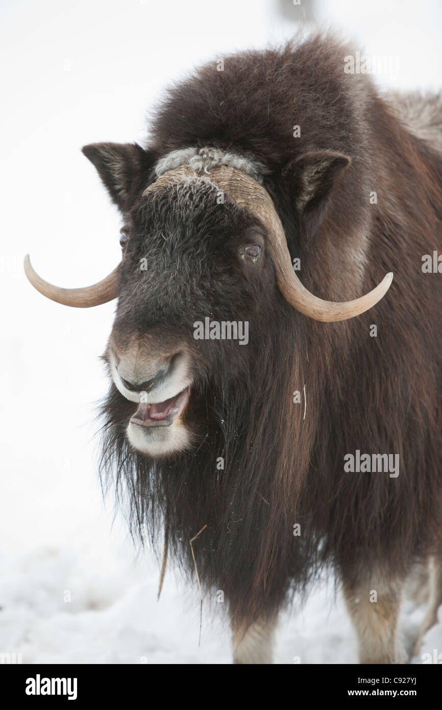 Close up of a bull Muskox at the Alaska Wildlife Conservation Center ...