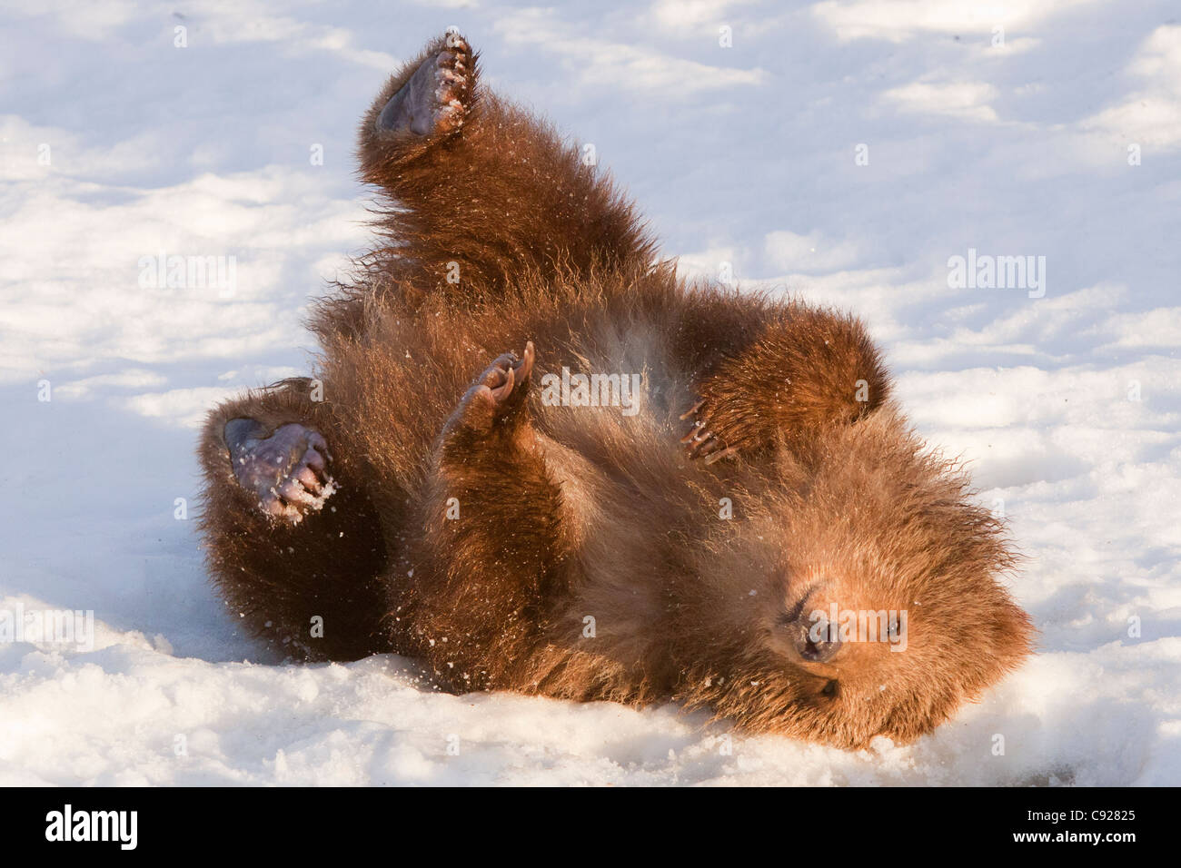 Captive kodiak brown bear female hi-res stock photography and images ...