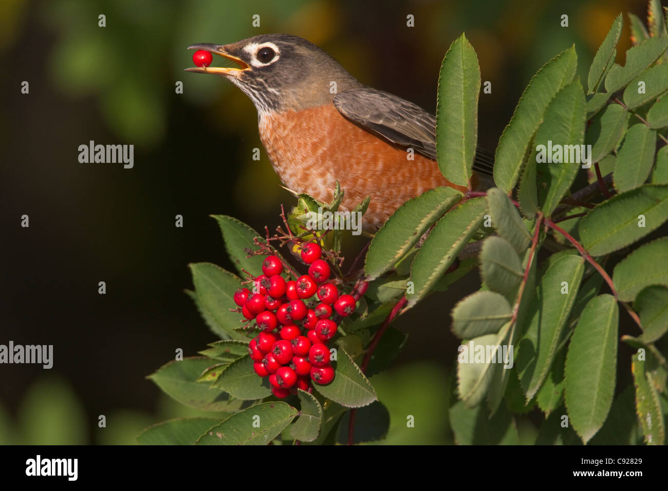 American Robin perched on branch eating a Mountain Ash berry, Cordova ...