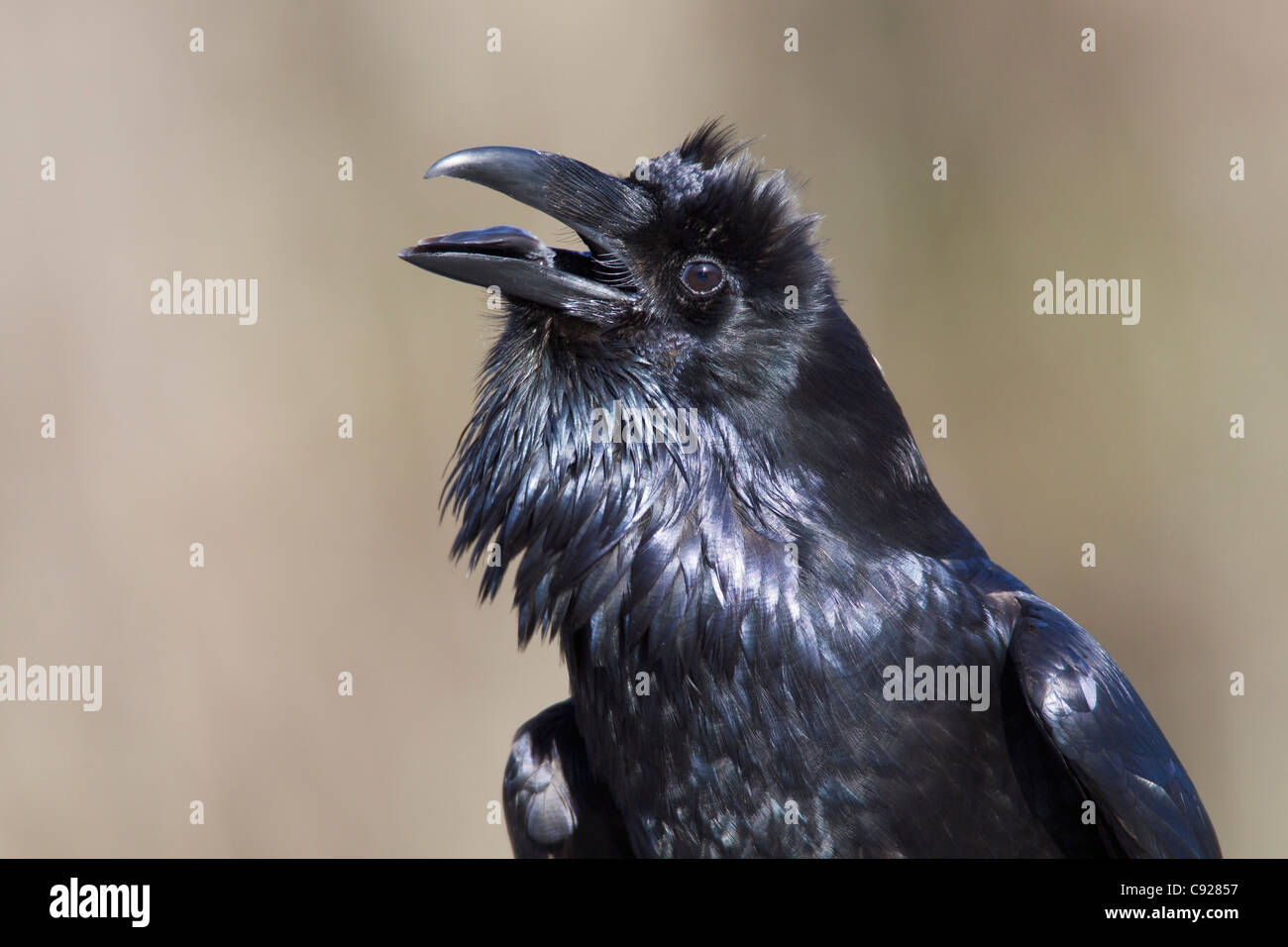 Close up of a Raven calling, Cordova, Copper River Deltas, Southcentral ...