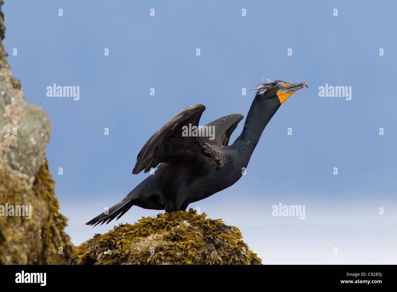 Spring breeding behavior hi-res stock photography and images - Alamy